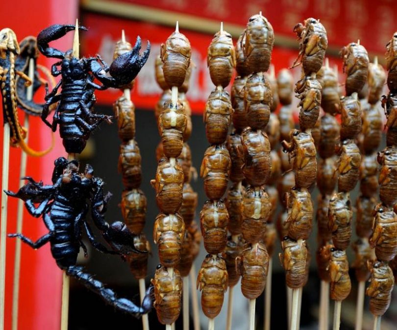 East African Scientists Lead Global Effort for Insect Protein