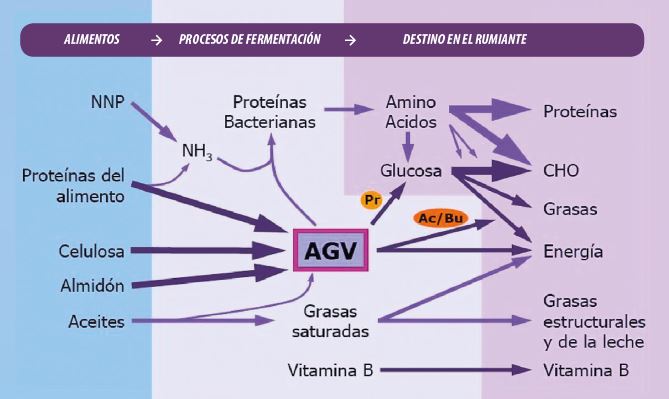 Sincronismo energético y protéico en el comportamiento ruminal ...