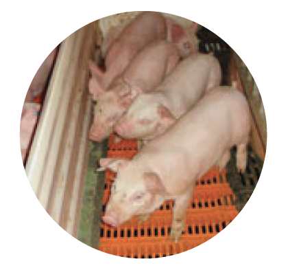 Comportamiento alimenticio de los lechones alrededor de destete y ...