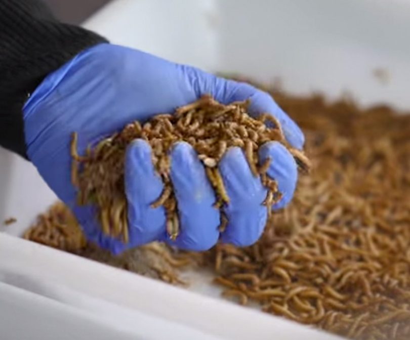 Harina de insectos: ¿La proteína del futuro en la industria porcina?