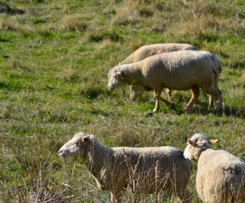 Feed Efficiency, Genetics, and Dietary Factors in Sheep Production