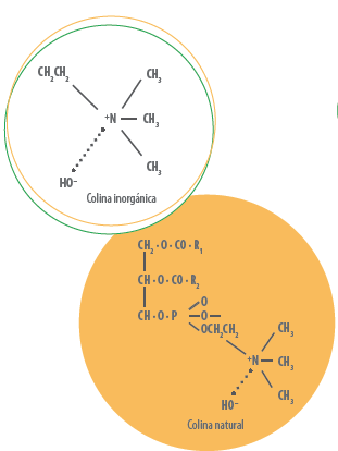 Uso de colina natural en alimentación de aves - nutriNews, la revista ...