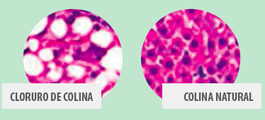 Uso de colina natural en alimentación de aves - nutriNews, la revista ...