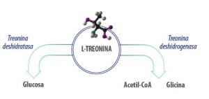 La treonina maximiza el rendimiento y minimiza los costes de ...