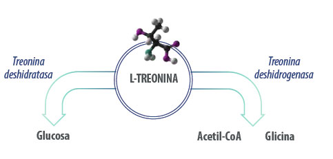 La treonina maximiza el rendimiento y minimiza los costes de ...