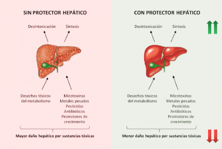Uso de protectores hepáticos en pollos de engorde