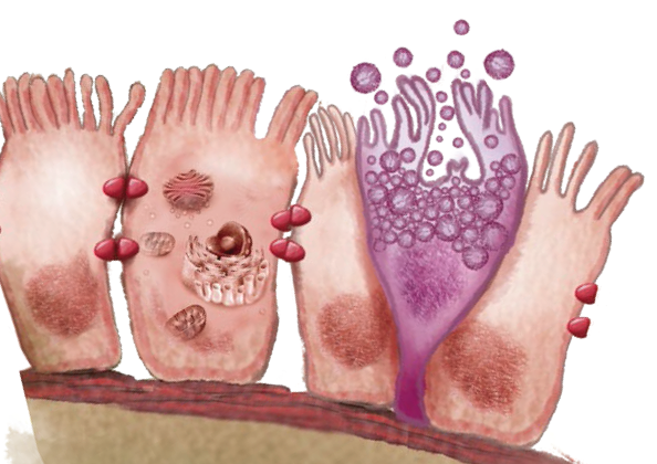 Amylofeed complementa la actividad enzimática endógena de los lechones