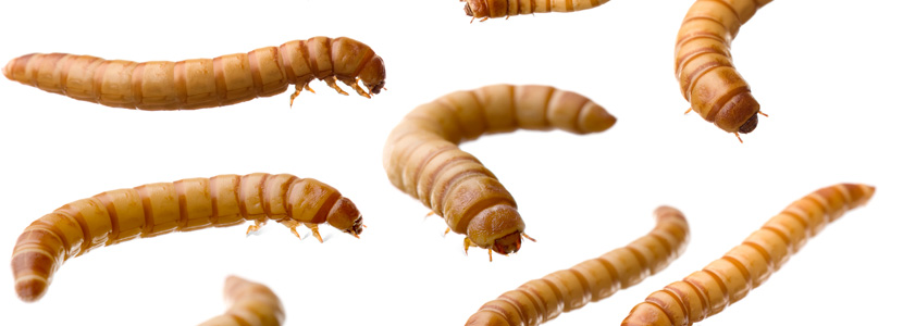 Harina de insectos: ¿La proteína del futuro en la industria porcina?