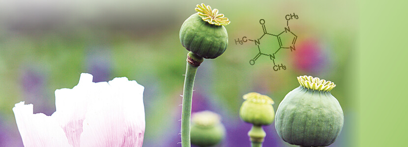 Los alcaloides de origen vegetal y su uso en alimentación animal ...