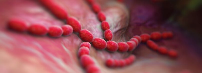Broiler Intestinal Health: Understanding the importance of biomarkers