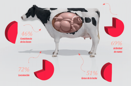 Cómo mejorar los indicadores relevantes de la eficiencia del rumen