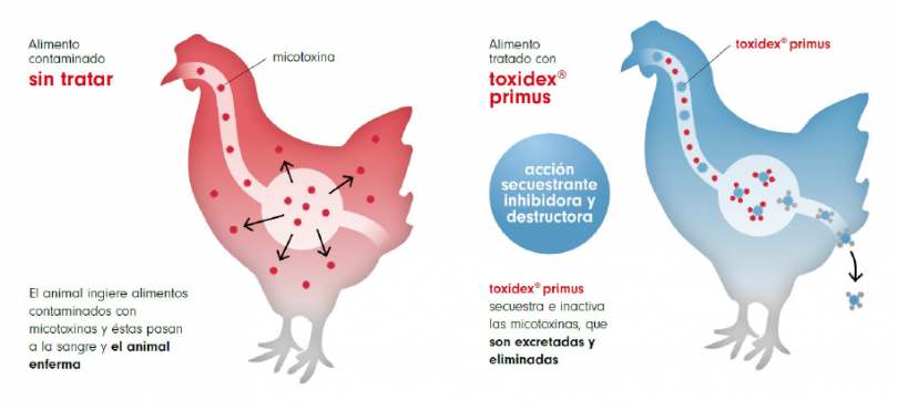Un nuevo enfoque en detoxificantes de micotoxinas