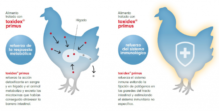 Un nuevo enfoque en detoxificantes de micotoxinas