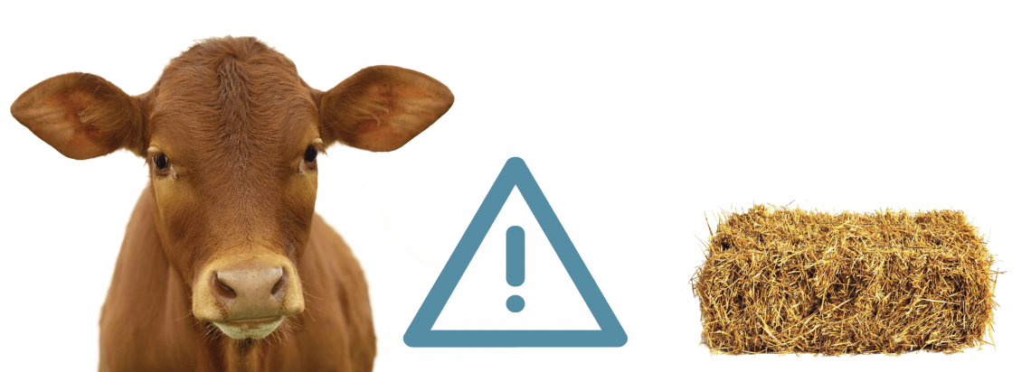 Ácidos grasos: ¿la dieta influye en la grasa intramuscular?