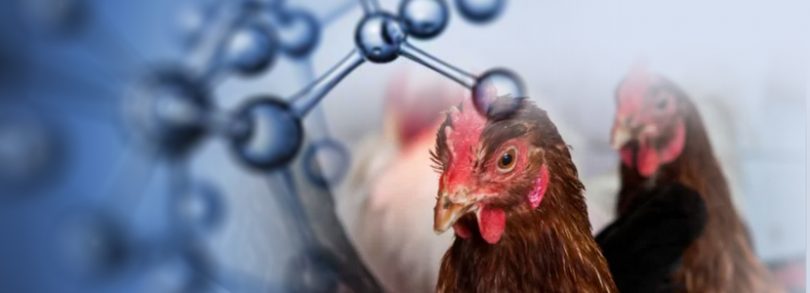 Advances in Poultry Nutrition: International Poultry Scientific Forum 2024
