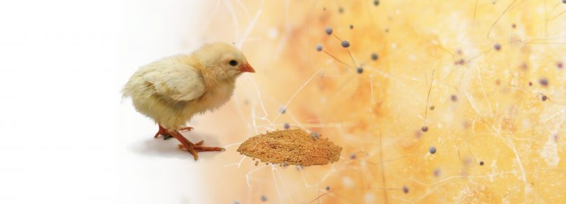 A holistic approach on Poultry Intestinal Health