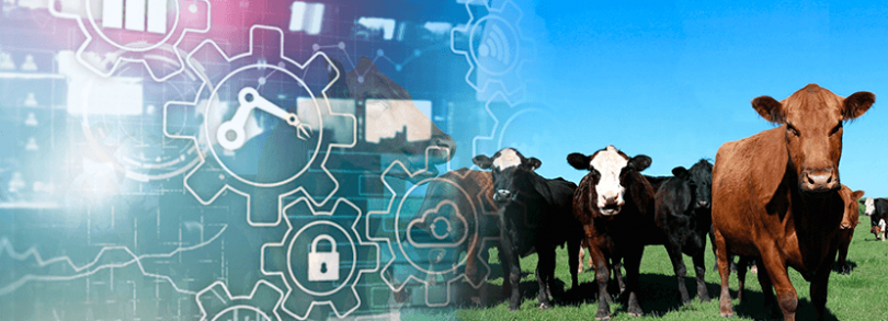 Using Modern Technologies to Improve Livestock Production