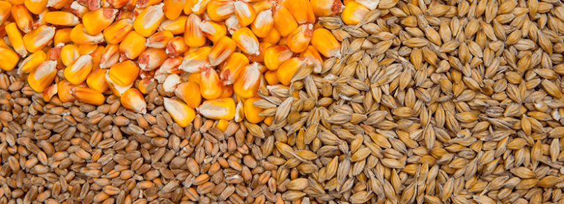 Global cereal production breaks records in 2023