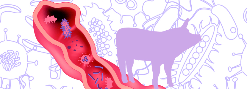 Gut microbiota in pigs can determine their response to vaccines