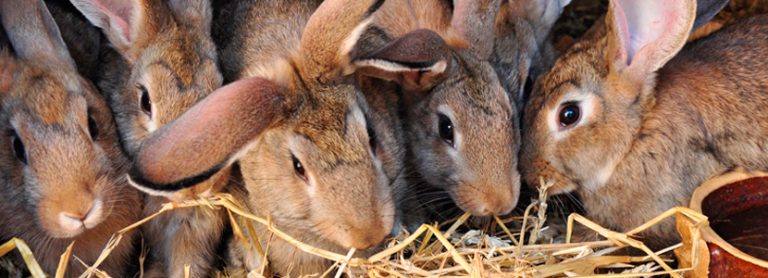 Palm kernel cake and meal(Raw material sheet)