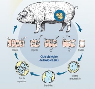 Enfermedades Intestinales: presencia de Isospora Suis en cerdos adultos ...
