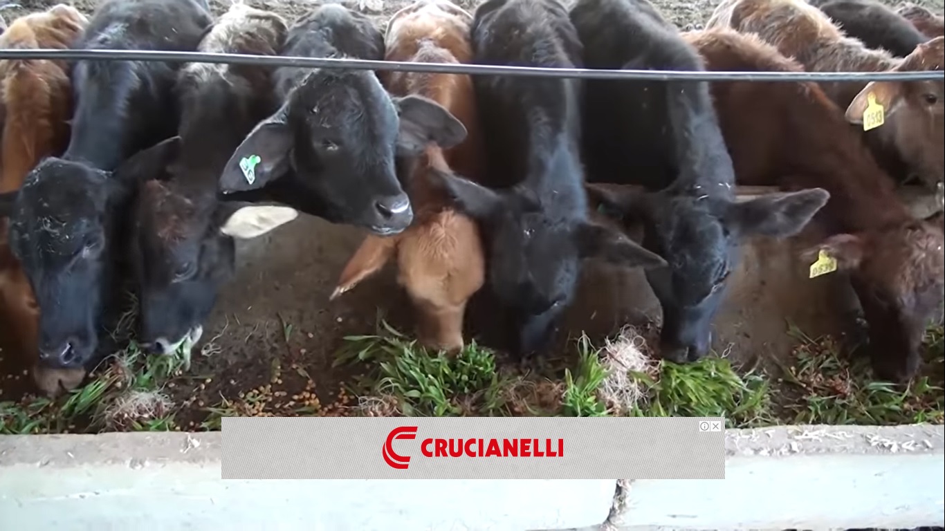 Hydroponic Green Forage: What It's Like to Produce Landless Food