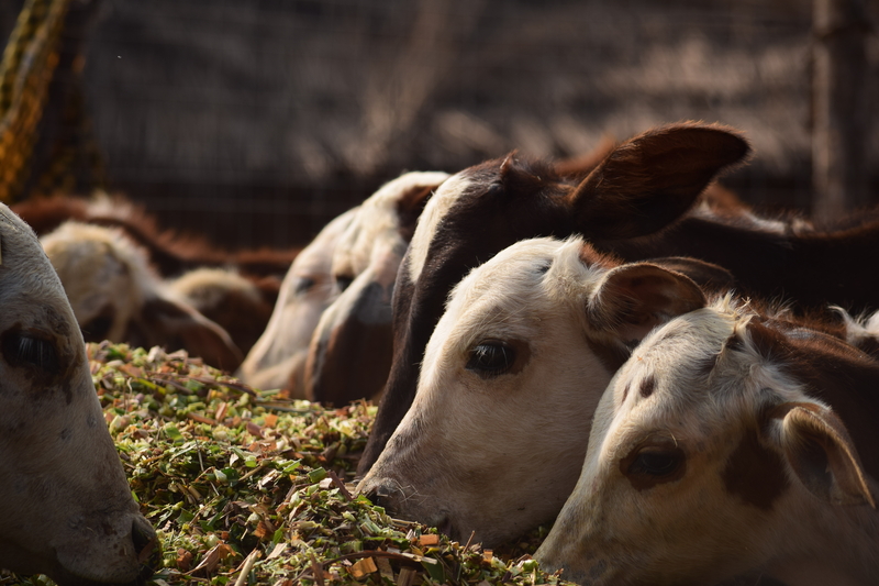 Glycerol: A byproduct of biodiesel for livestock diets?