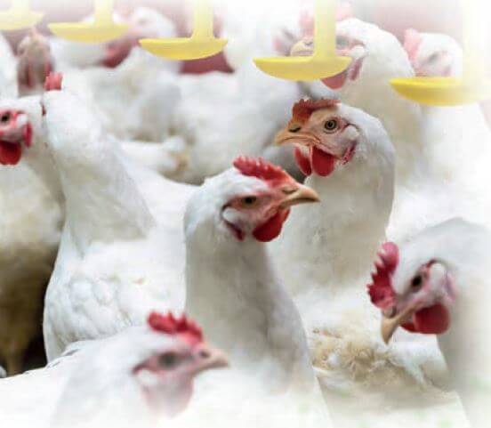 Pollos de engorde: efectos de la utilización de fibra en la dieta