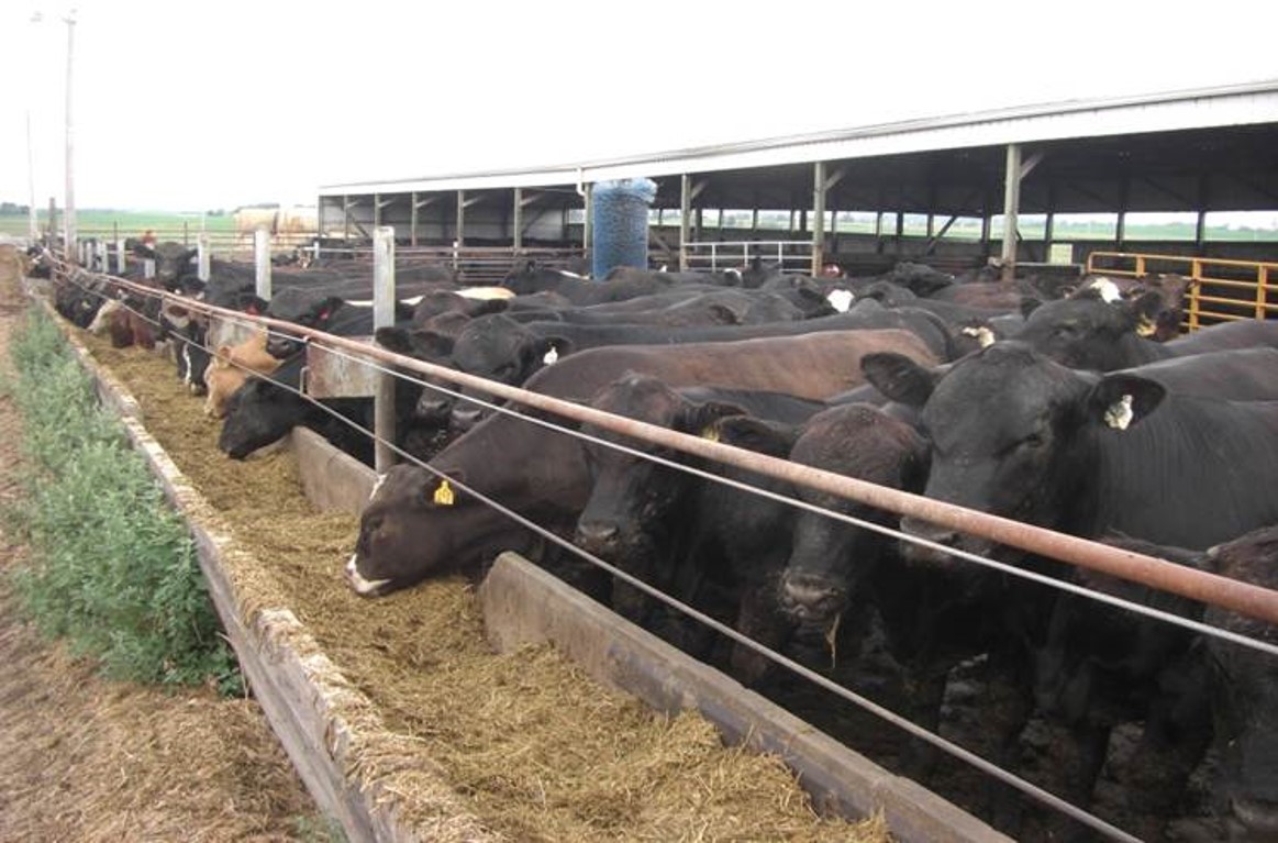 Cómo maximizar el consumo de alimento en el engorde a corral
