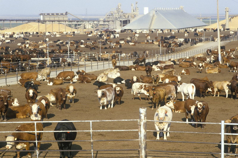 Cómo maximizar el consumo de alimento en el engorde a corral