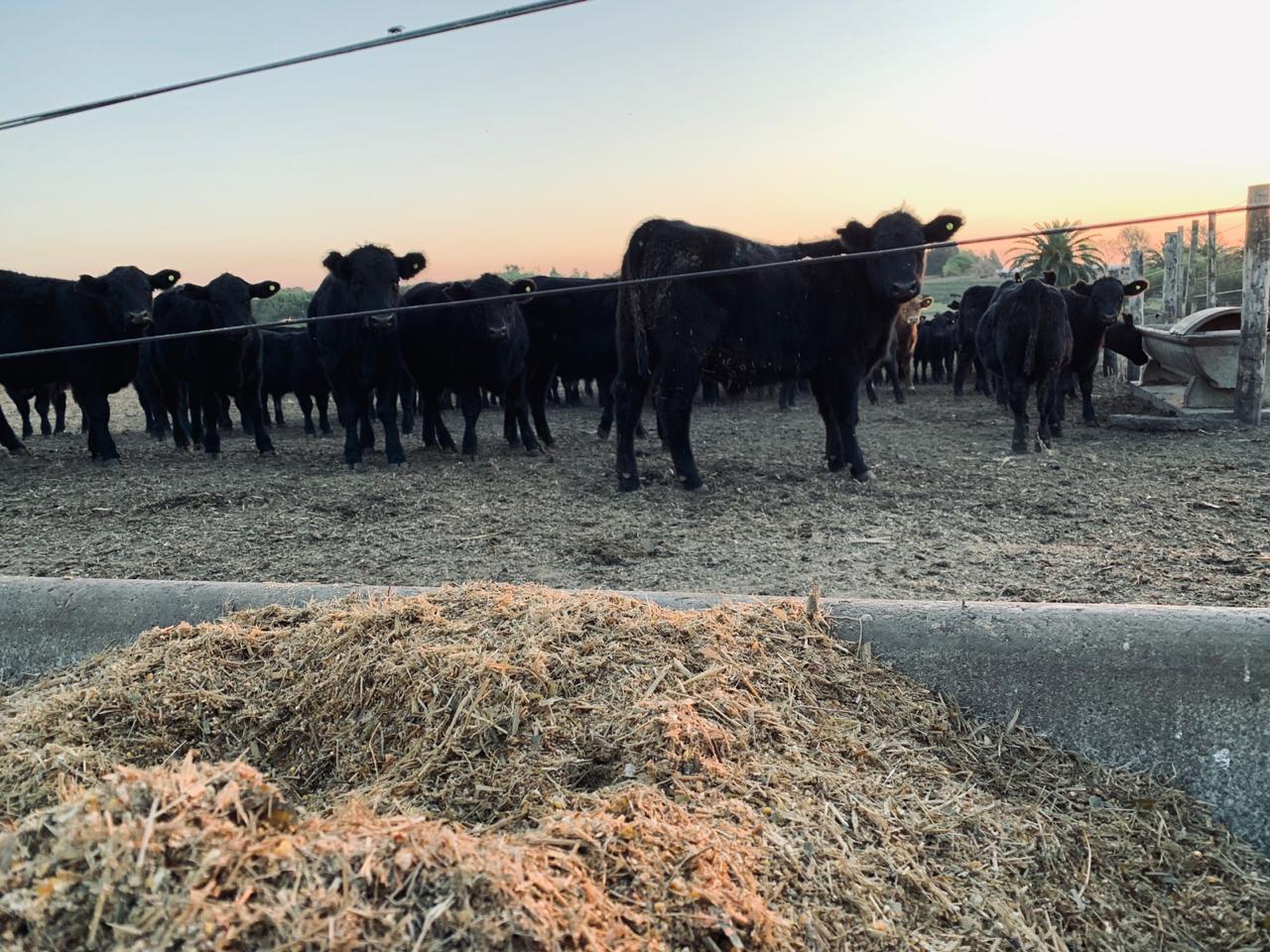 Manejo del comedero en el engorde a corral de bovinos