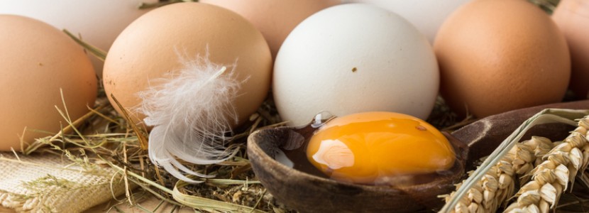 Rhodocyclus gelatinosus para la pigmentación de la yema de huevo