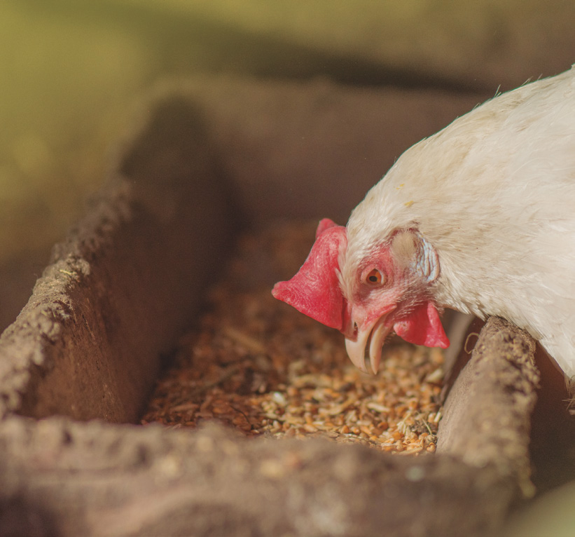 Rhodocyclus gelatinosus para la pigmentación de la yema de huevo