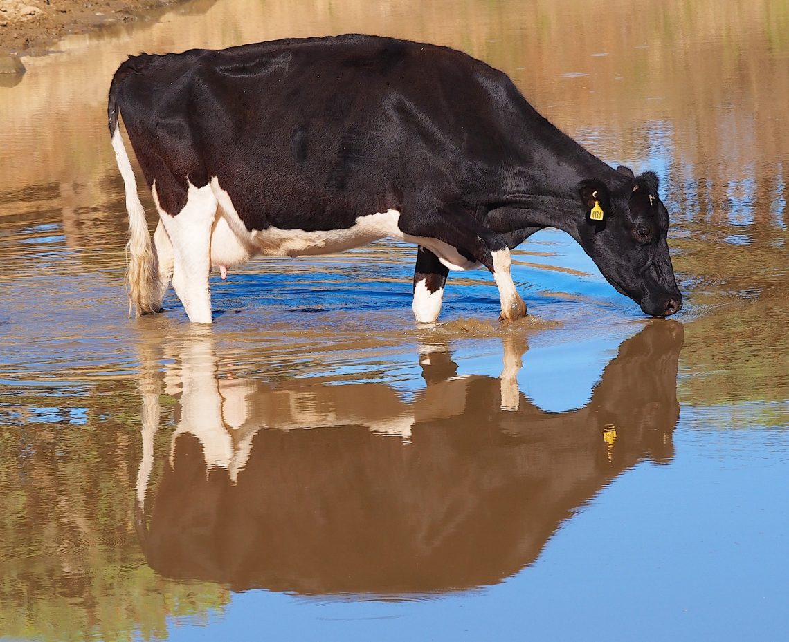 Agua: importancia de la calidad para el ganado lechero