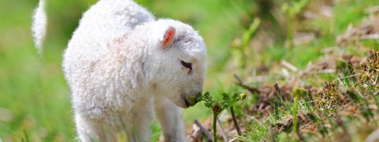 Carob Pulp in Lamb Diets