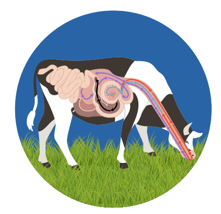 ¿Cómo es la utilización de la glucosa en los rumiantes?