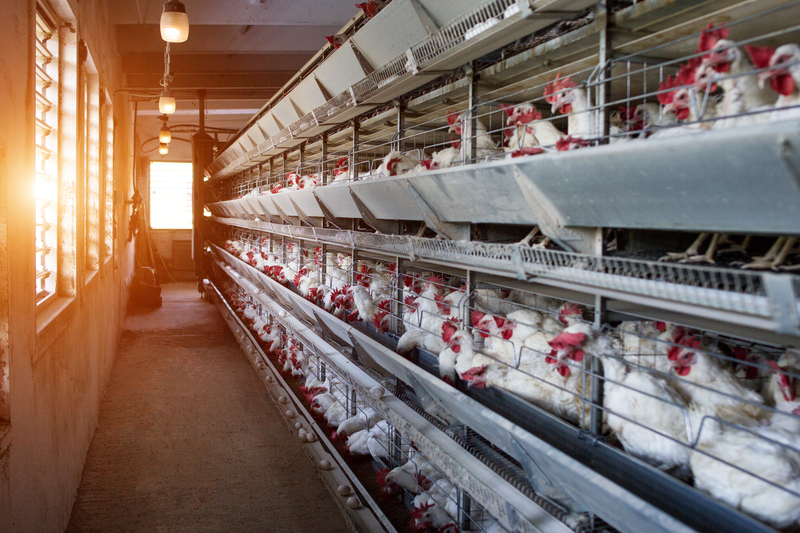 Feather pecking and nutrition in poultry