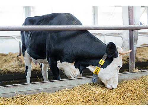Feeding behavior in dairy cows. Part 3