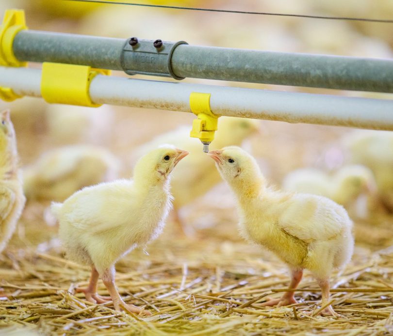 A holistic approach on Poultry Intestinal Health