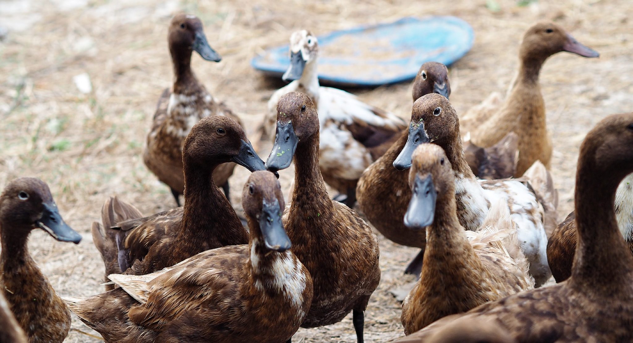 Eficacia de probióticos a base de Bacillus toyonensis en patos de postura