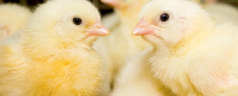 Los Probióticos son importantes en el balance de la microbiota