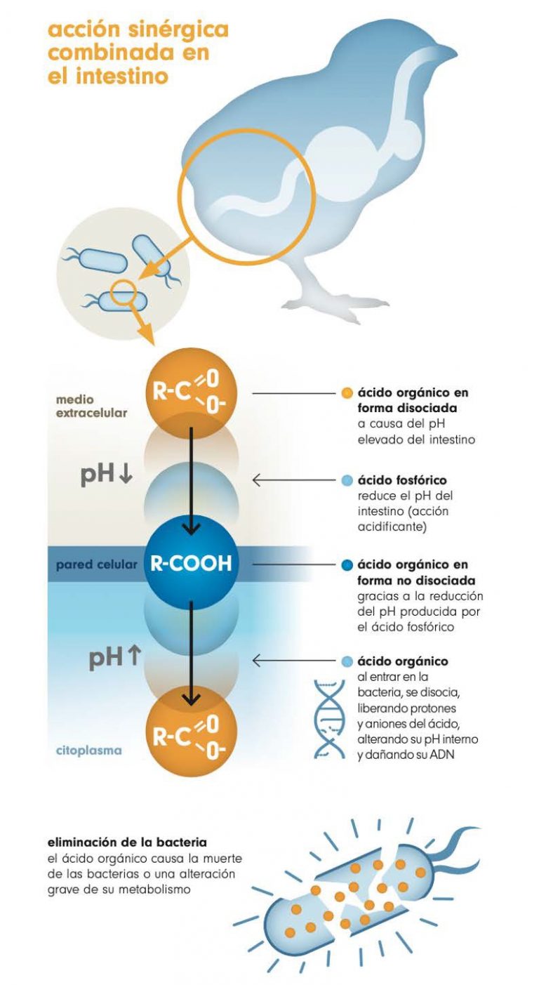 La disbiosis intestinal una amenaza para la producción animal