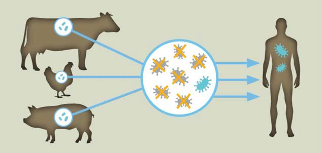 La disbiosis intestinal una amenaza para la producción animal