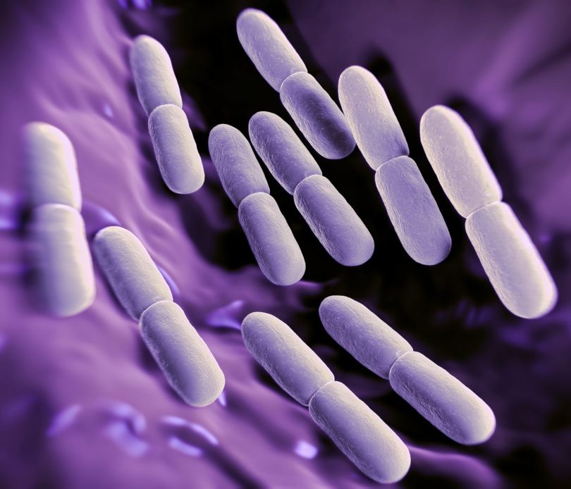 Rumen microbiota modifications through fiber supplementation in calves