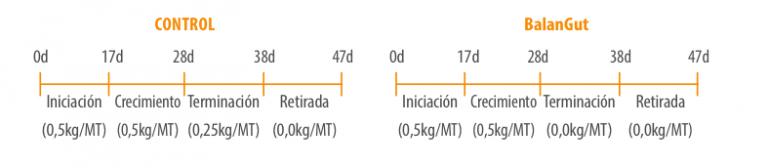 BALANGUT™ LS , durante un brote de bronquitis infecciosa