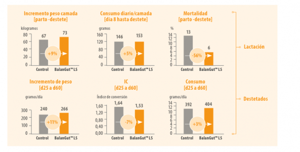 Salud digestiva y eficiencia productiva en lechones
