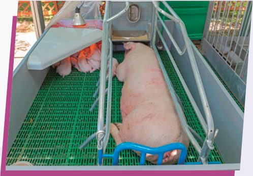 Dietary lipids and their relationship with pig immune function!