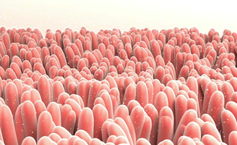 Broiler Intestinal Health: Understanding the importance of biomarkers