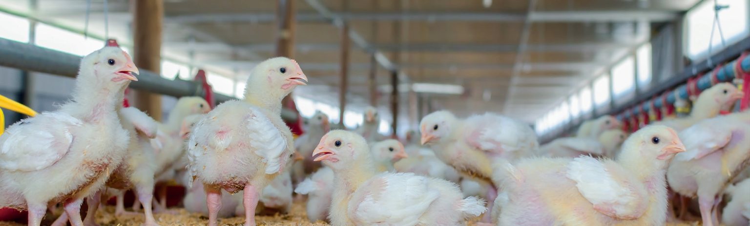 Dietary fiber and its effects on poultry diets