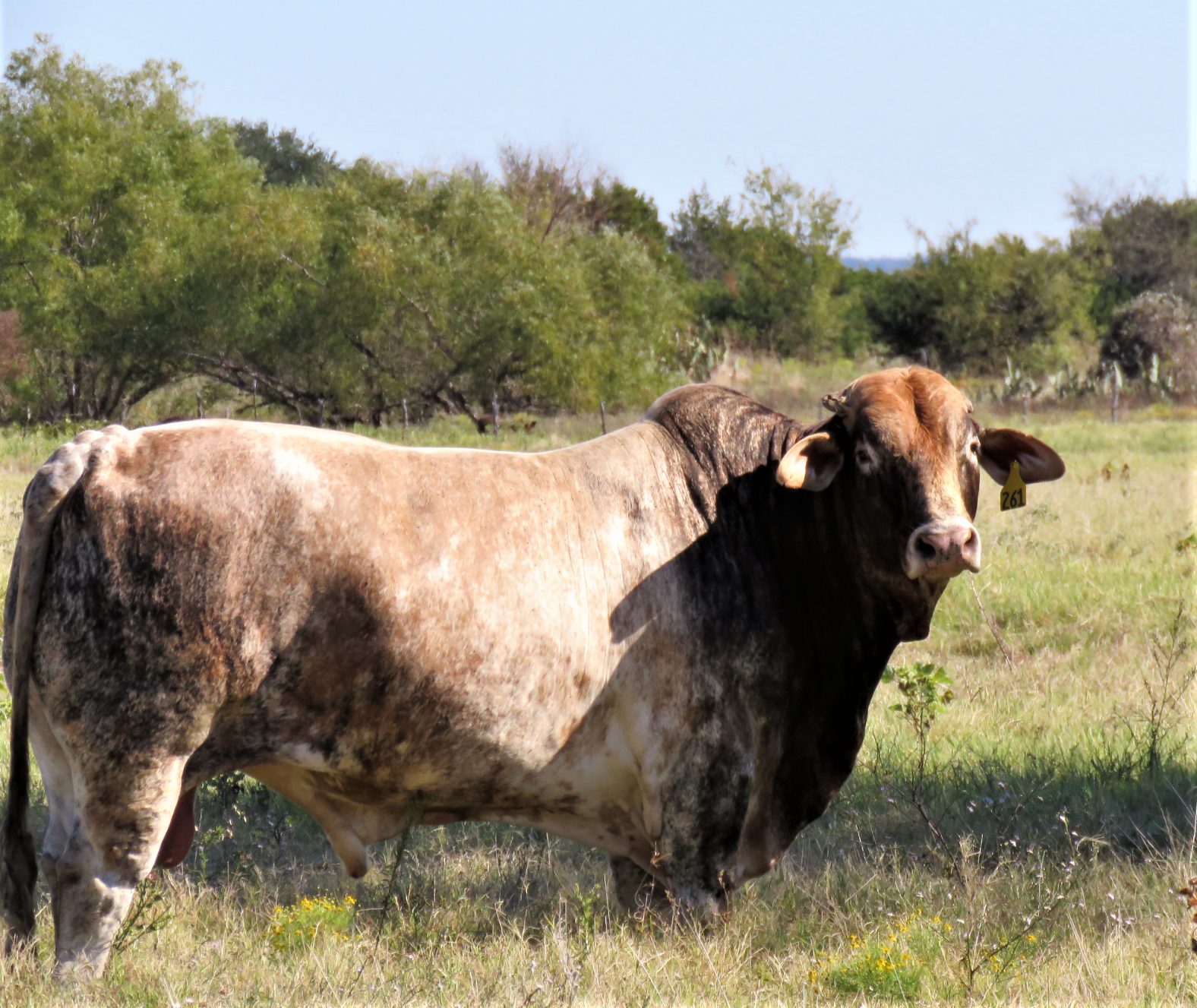 Alimentación de toros reproductores